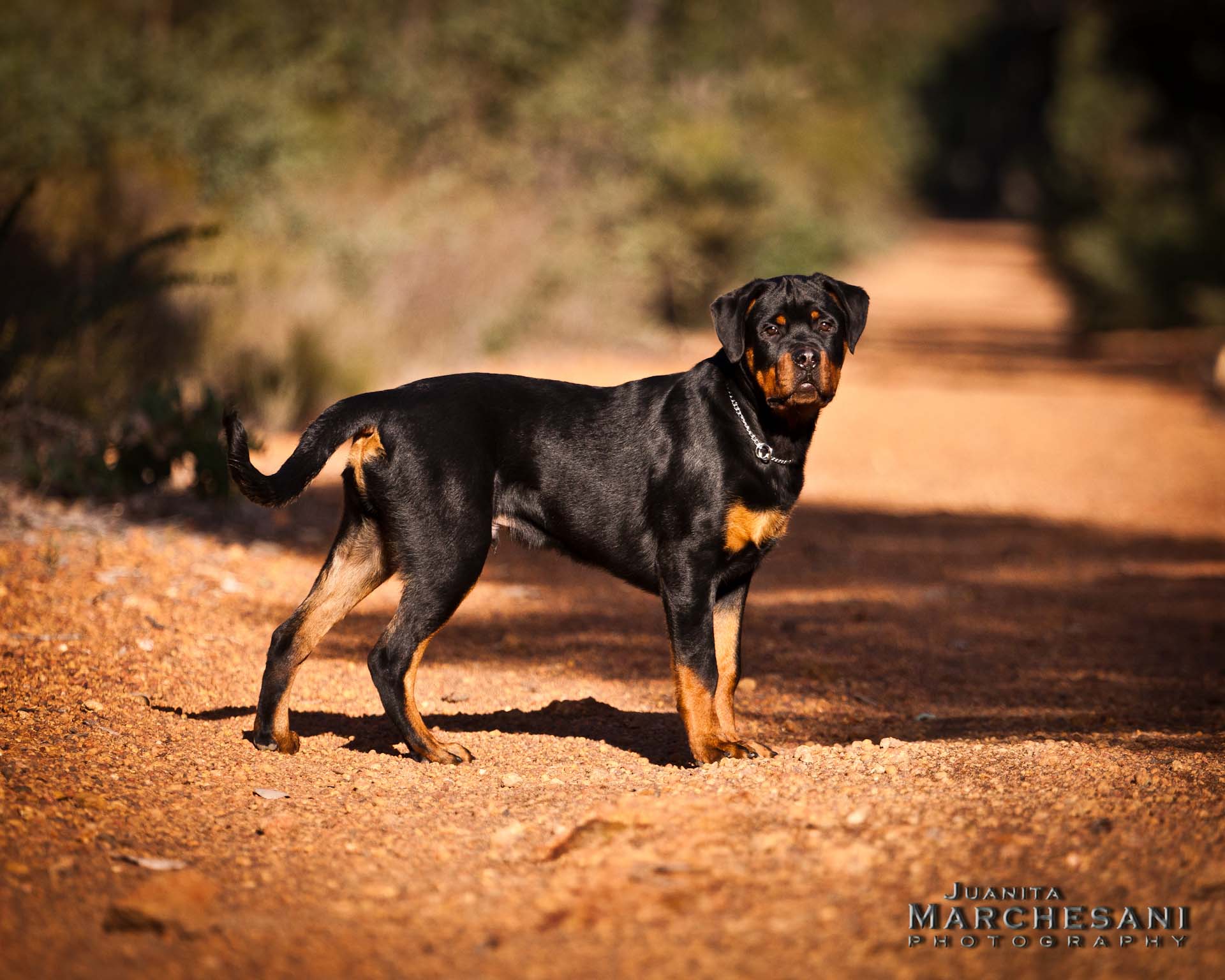 STAHLGRIFF ROTTWEILERS